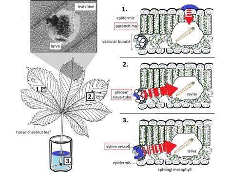 Scheme Of Different Application Ways Of Cyantraniliprole Against C