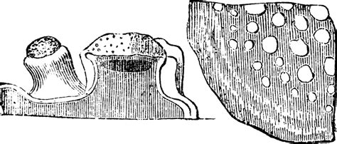 Lichen Vintage Illustration Art Form Black Vector Art Form Black Png