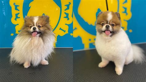 Pomeranian Hair Cuts Beautiful Pomeranian Haircut Styles To Refresh