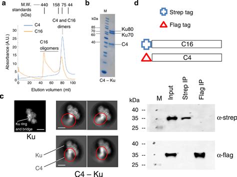 Purification And Cryoem Of The C4ku Complex A Sec Of C4 And C16 Using