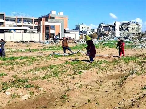 Mohammad Shahbaz Ashraf On Linkedin Palestinians Are Eating Weeds To Stay Alive In Gaza