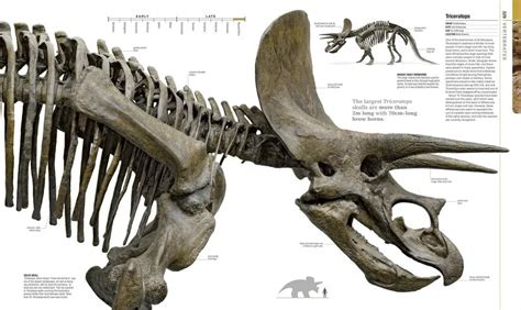 Dinosaurs And Prehistoric Life The Definitive Visual Guide To