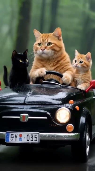 قطة أم تطبخ وتقود السيارة لأطفالها 🐱🚗 Mom Cat Cooks And Drives For Her