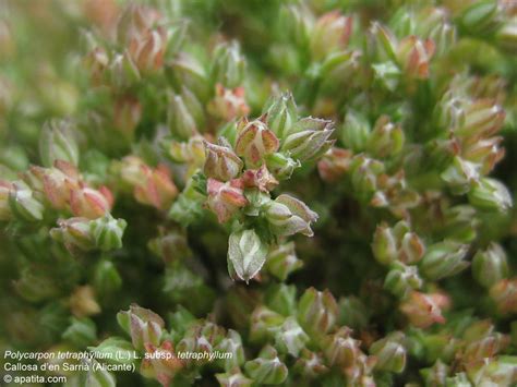 Polycarpon Tetraphyllum