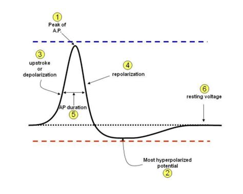 Neuron Depolarization Neuron Action Potential Video Causes