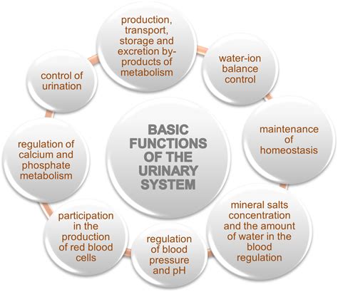Schematic Of The Functions Of The Urinary System In The Body Own Download Scientific Diagram