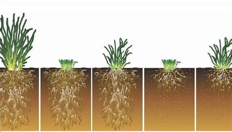 Bitterroot Conservation District Hamilton Mt