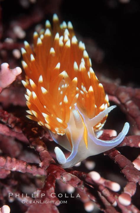 Nudibranch On Calcareous Coralline Algae Hermissenda Crassicornis