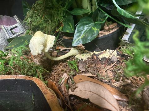 Found In Ball Python Enclosure Rmycology