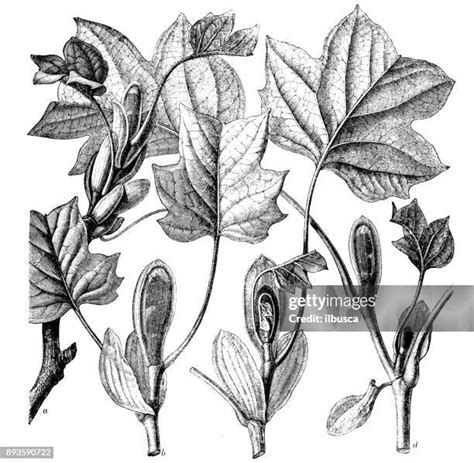 206 Tulip Tree Illustration High Res Illustrations Getty Images