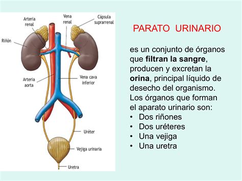Anatomía Del Sistema Urinario Vectores De Sistema Urinario Descarga