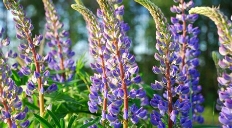 11 Common Problems With Lupines