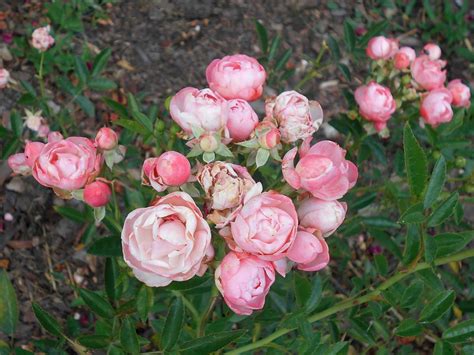 Rosier Margo Koster Rosa Margo Koster