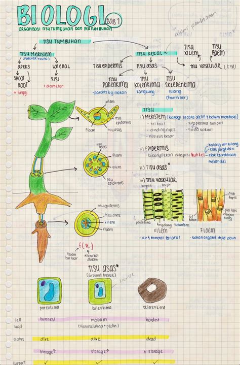 Solution Bab 1 Organisasi Tisu Tumbuhan Dan Pertumbuhan Plant Tissue