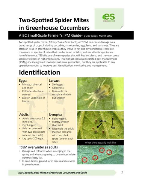 Two Spotted Spider Mites In Greenhouse Cucumbers Ipm Guide Bc
