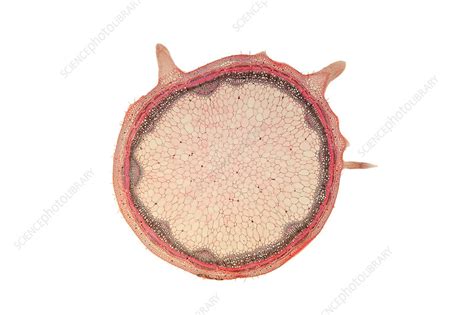 Raspberry Stem Stock Image C0031817 Science Photo Library
