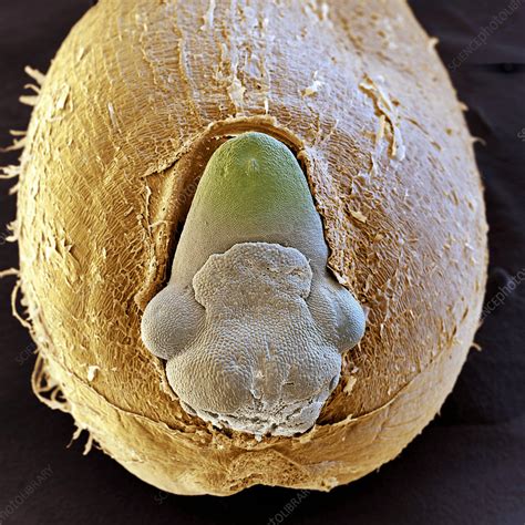 Germinating Wheat Grain Sem Stock Image B7870482 Science Photo