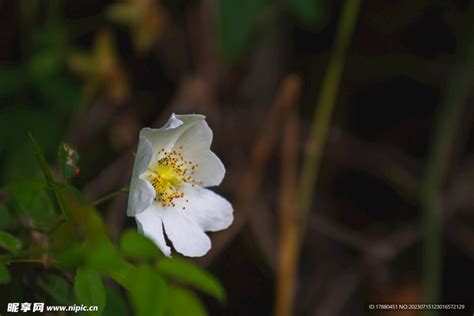 金樱子摄影图花草生物世界摄影图库昵图网