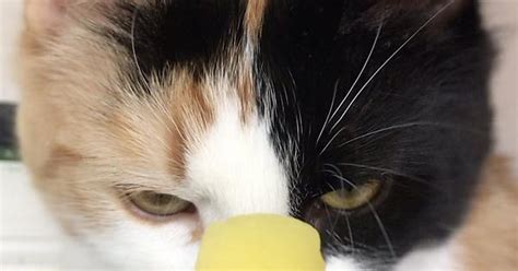 Elephant Album On Imgur