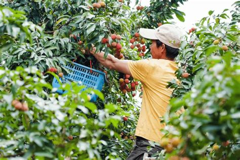 东莞荔枝产量仅为去年一成左右”上市冰荔糯米糍