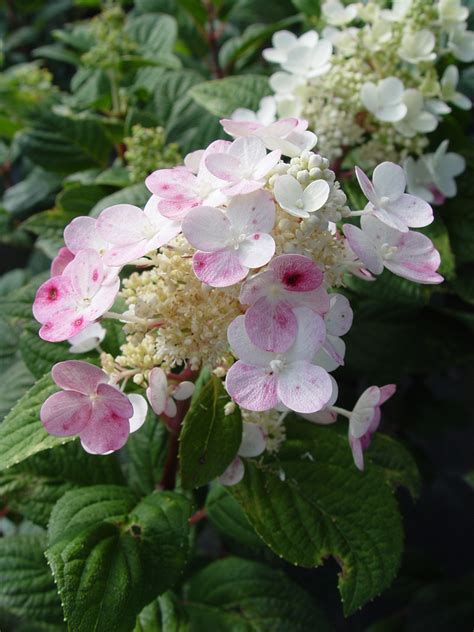 Hydrangea Paniculata ‘little Quick Fire Panicle Hydrangea Non Native 3 Gallon Catskill