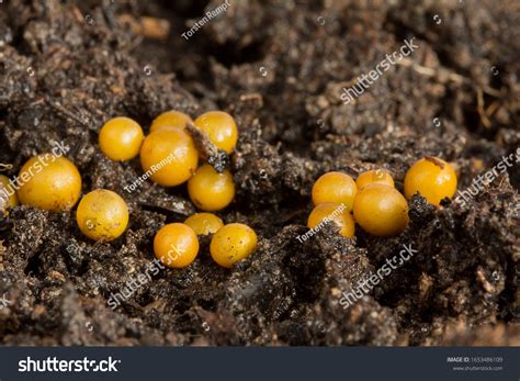 Earthworm Eggs Under Microscope