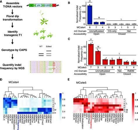 Characterization Of Crispr Cas9 Mutation Frequencies And Chromatin Download Scientific Diagram