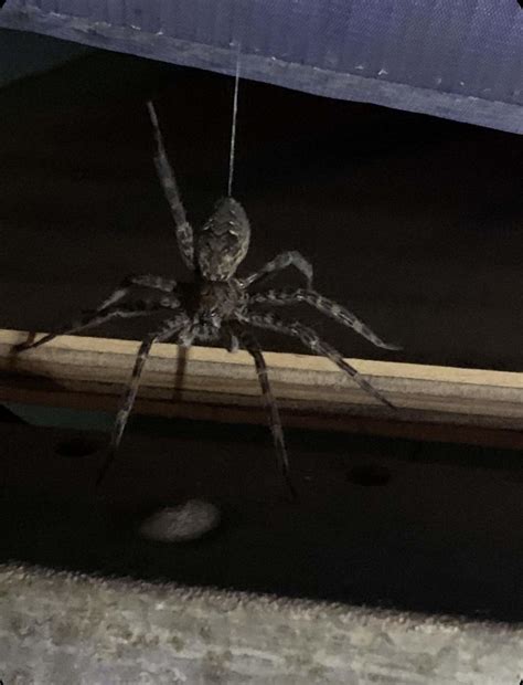 Spiders That Hang From The Ceiling