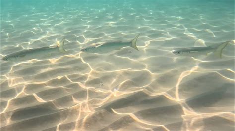 131024 ים יפה היום אחלה בורים Gopro 13 Pov Swimming Youtube