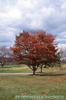 Zelkova Serrata Fall Color Image 1 Of 4