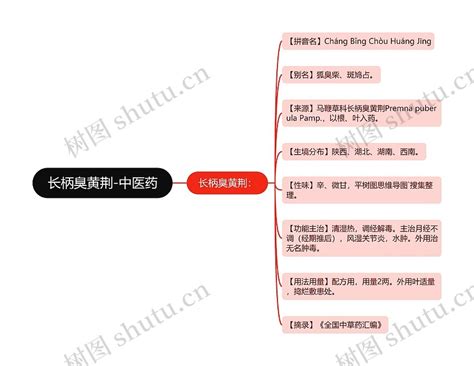 长柄臭黄荆 中医药思维导图 编号p6854512 Treemind树图