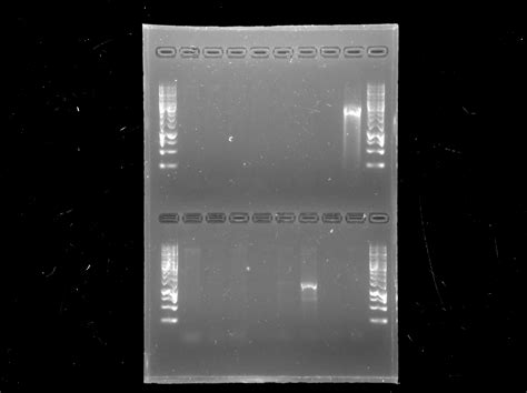 Agarose Gel Electrophoresis Troubleshooting Researchgate