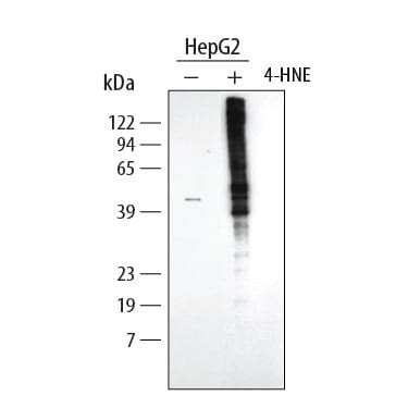 4 Hydroxynonenal Antibody Mab3249 Bio Techne