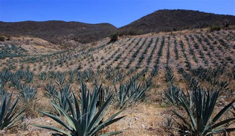 Tequila Vs Mezcal World Of Tequila