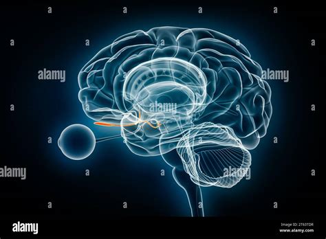 Olfactory Tract With Bulb And Nerve X Ray View 3d Rendering