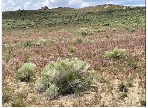 Figure 16 Cheatgrass Invasions History Causes