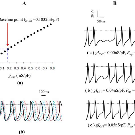 A Representative Pacemaker Cell Isolated From Mouse Sa Nodethe Myocyte
