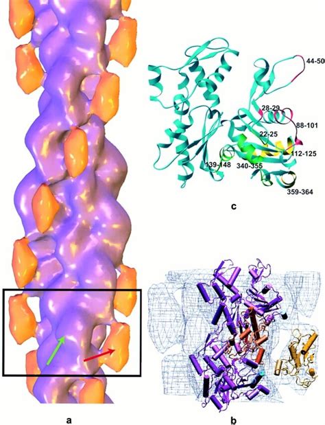 Atomic Model Of Doubly Adf Decorated F Actin A Rendered Surface Of