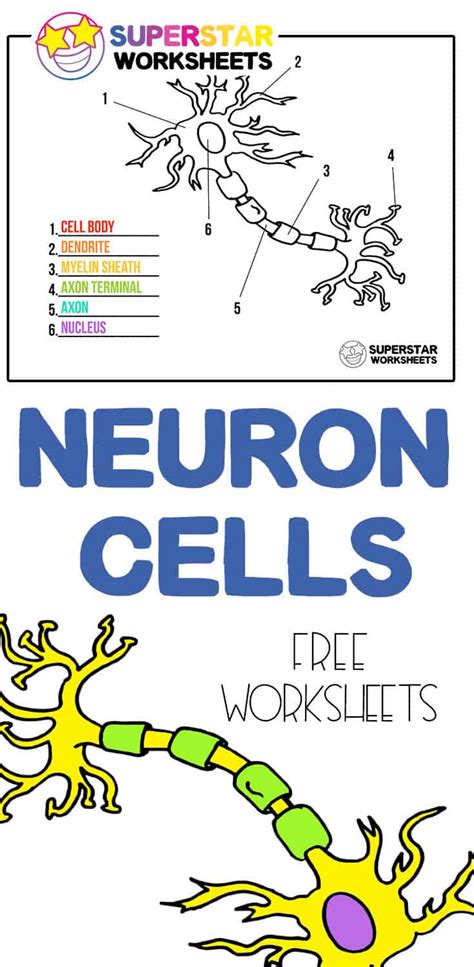 Neuron Cell Worksheets Superstar Worksheets
