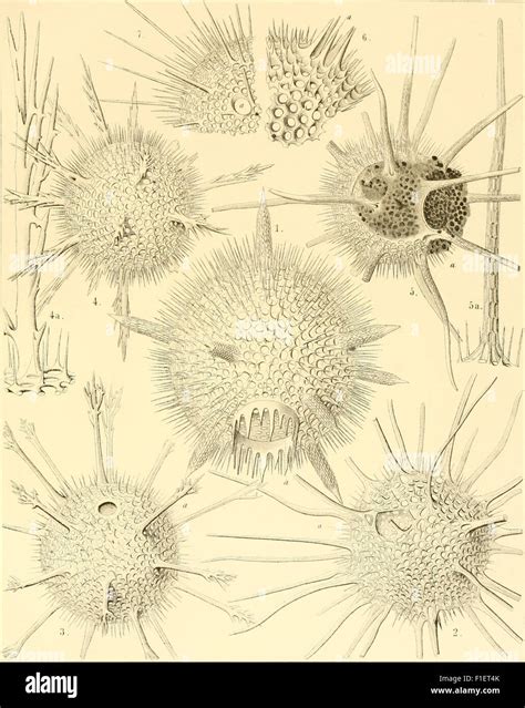 This 1888 Monograph Offers A Detailed Study Of Radiolarians Marine