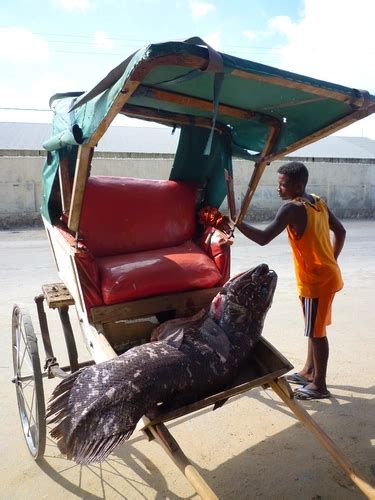 Peces Que Se Creían Extintos Reaparecieron En Madagascar Y Cayeron En