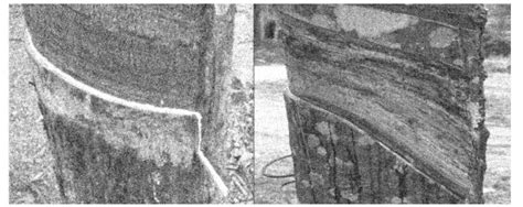 multi level thresholding image segmentation for rubber tree secant