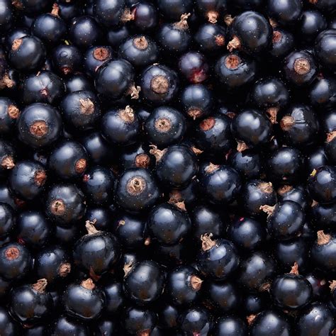 Tekapo香水由olfattology制作 Wikiparfum