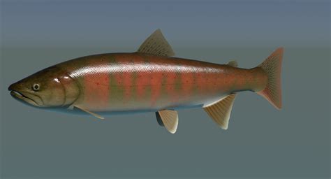 3ds Cherry Salmon Satukimasu
