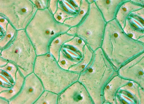 Spiderwort Leaf Nikons Microscopyu