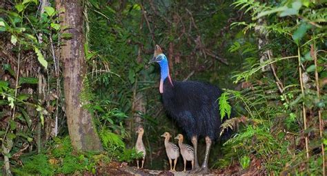 Traveling Around The Globe Cape Tribulation Australia Where The