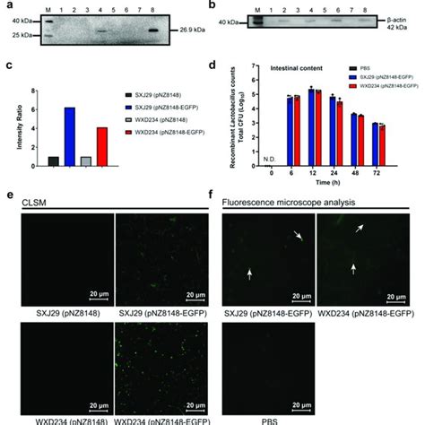 M Cell Targeting Of Antigen And Generation Of An Immune Response