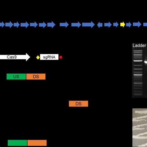 Crispr Cas9 Based Multiplex Genome Editing A Schematic Overview Of Download Scientific