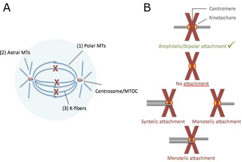 The Mitotic Spindle And Chromosome Attachment A The Three Main Types