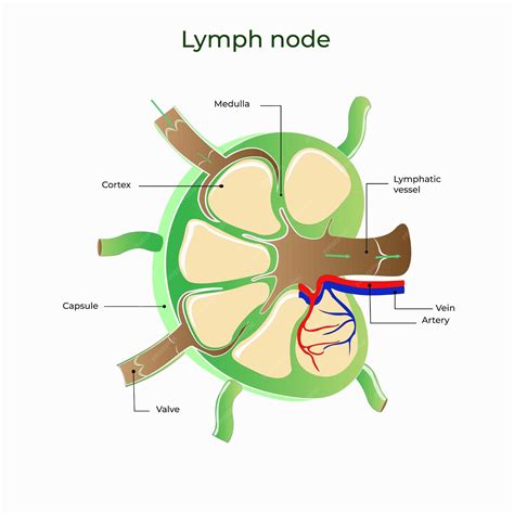 Premium Vector Lymph Node Medical Illustration Anatomy Poster